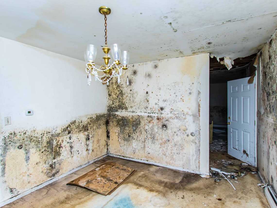 Mold...what is it? & Why you don't want it in your home. - Water ...